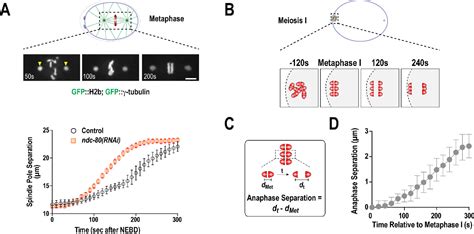 Figure 1 From Employing The One Cell C Elegans Embryo To Study Cell