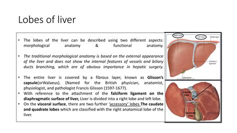 Anatomy Of Liver Pptx