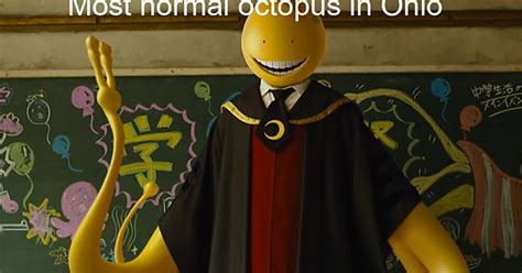 Most Normal Octopus In Ohio Album On Imgur