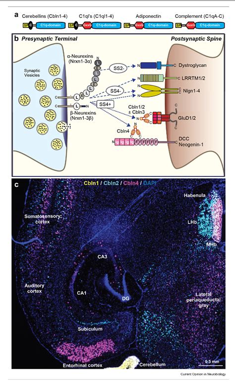 Figure 1 From Cerebellinneurexin Complexes Instructing Synapse