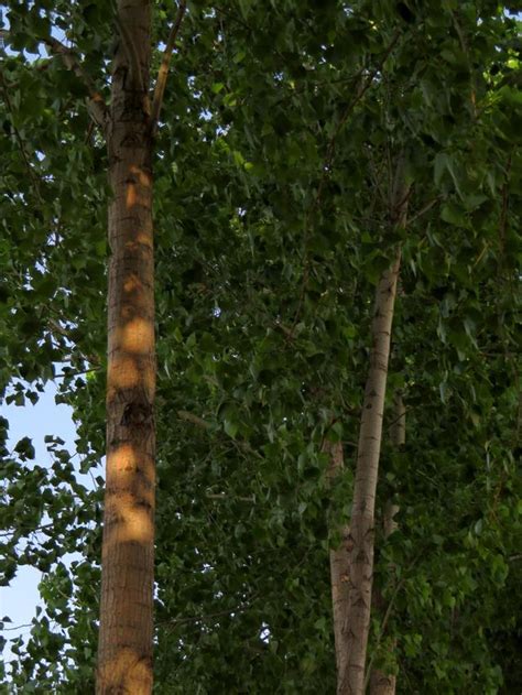 白楊樹高大挺拔姿態雄偉生存能力極強，根皮、枝、葉等亦供藥用 每日頭條