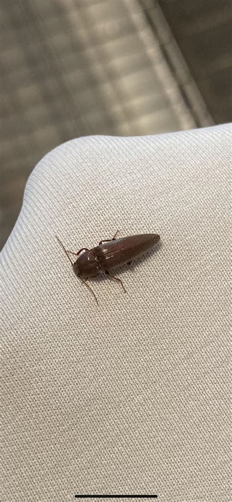 Can Anyone Help Identify Is This A Cockroach Ive Seen Outside
