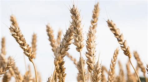 Wheat Nutrient Requirements Yara Uk