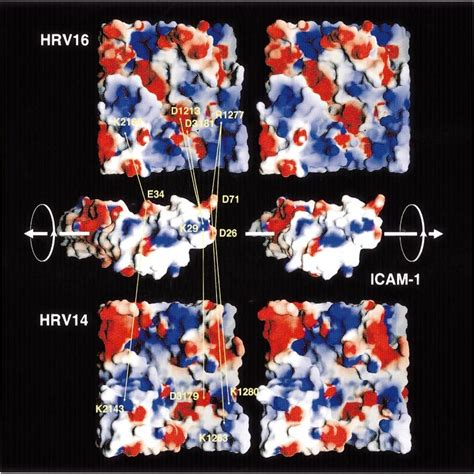 Stereo Representations Of Electrostatic Charge Distribution In The Download Scientific Diagram