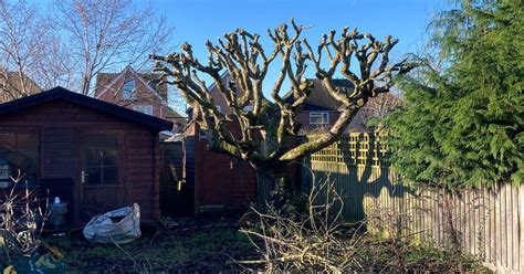 What Is Tree Pollarding Why Is It Needed