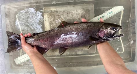 A Lifeline For Salmon Ucsc And Noaa Join Forces To Secure A Future For