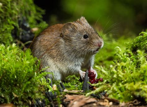 Vole Description Types Rodent Behavior Habitat Diet And Facts