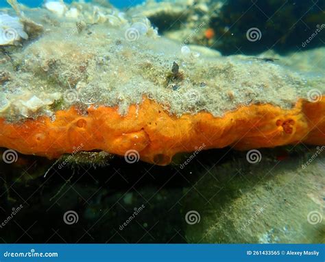 Red Encrusting Sponge Or Orange Red Encrusting Sponge Crambe Crambe Close Up Undersea Aegean