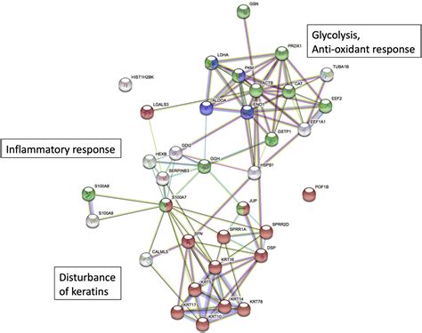 Skin Tape Proteomics Identifies Pathways Associated With Transepidermal