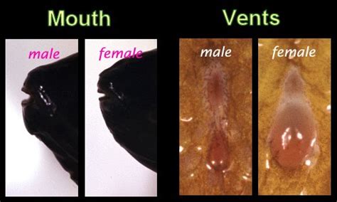 Tropheus Moorii Red Rainbow Kasanga 15inch
