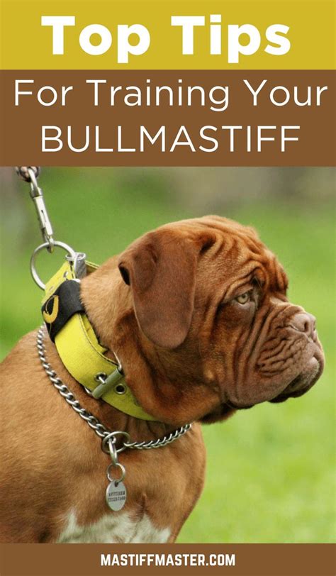 Mastiffmaster Is All About Mastiff Breed Dogs Check Out Our Tops Tips