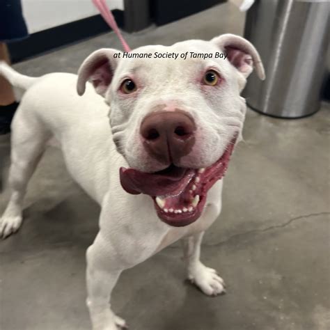 Lost 100625 Found Wimauma Fl At Humane Society Of Tampa Bay Bolt