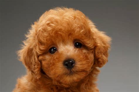 Osito De Peluche Perro Banco De Fotos E Imágenes De Stock Istock