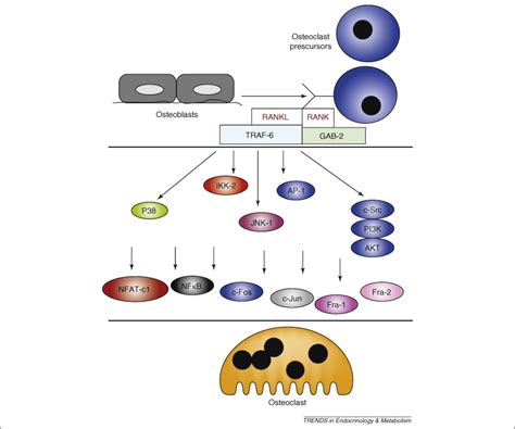 Role Of Rankl In Bone Diseases Trends In Endocrinology And Metabolism