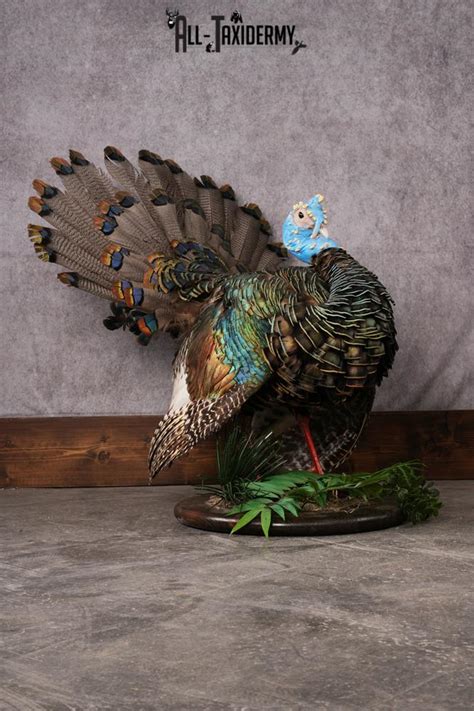 Oscellated Turkey Taxidermy Mount Sku 2576 All Taxidermy