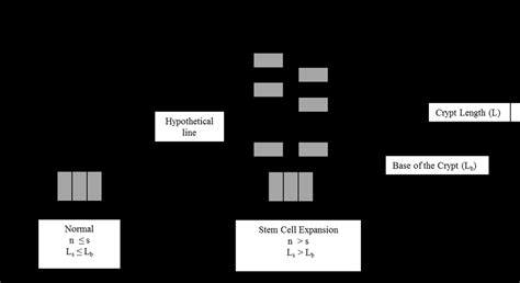 Schematic Presentation Of Stem Cell In The Colon Crypts Under Normal