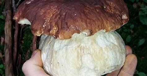 Boletus Edulis Imgur