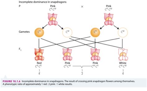 Unit 4 Topic 1 Inheritance Flashcards Quizlet