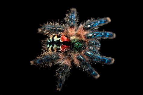 Brazilian Jewel Tarantula For Sale At Nicholas Olson Blog