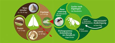Biologische Schädlingsbekämpfung Mit Schlupfwespe › Blunk Der Dienstleister Für Agrar