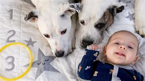 Säugling Liegt Im Bett Als Sich Plötzlich Zwei Pitbulls Von Hinten