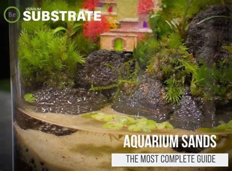 Aquarium Substrate And Soil The Most Complete Guide
