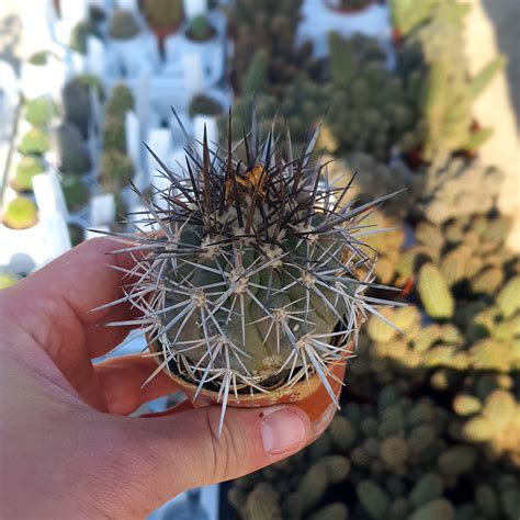 Copiapoa Megarhiza