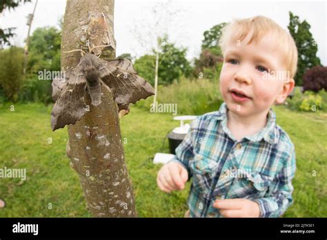 2 Year Old Boy Examining Moths Caught In A Moth Trap The Previous