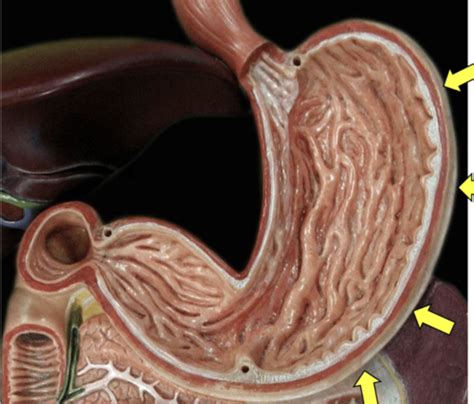 Stomach Small And Large Intestines Lab Flashcards Quizlet