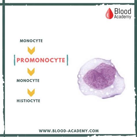 Promonocyte
