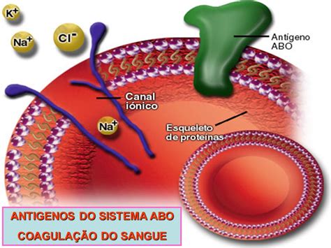 Histologia Humana Ppt Video Online Carregar
