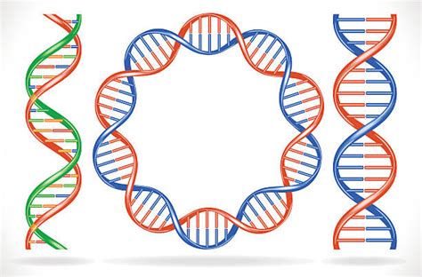 Best Nucleotide Illustrations Royalty Free Vector Graphics And Clip Art