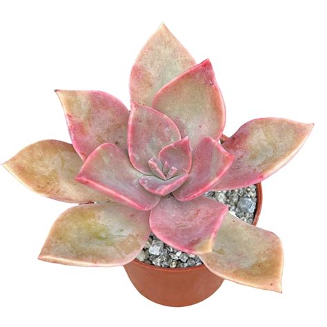 X Graptoveria Douglas Huth Surreal Succulents