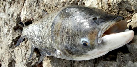Hypophthalmichthys Nobilis
