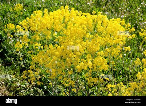 Woad Crop