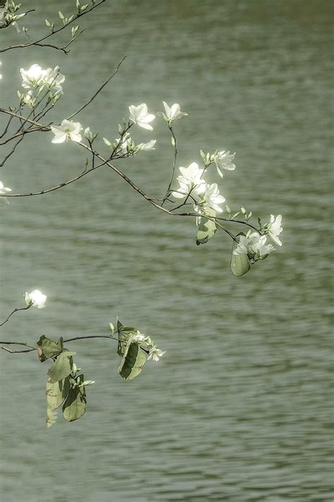 Serenity In Nature White Flowers Hanging Over Water Sage Green