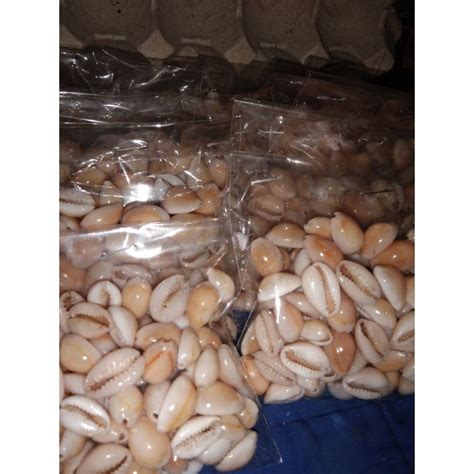Sigay Cowrie Sea Shells Shopee Philippines