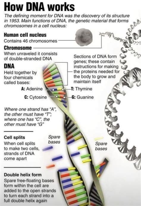 Dna Diagnostic Tests Detect And Analyze Variations In The Sequence Dr Shahnoor Ahmad Khan