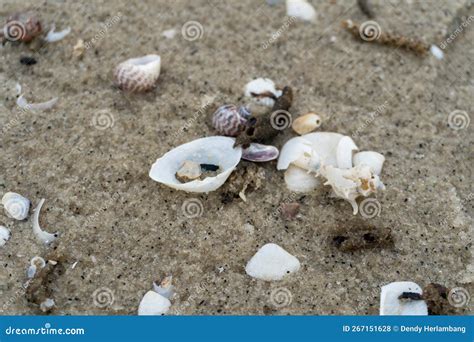 Empty Shells On The White Sandy Beach In The Middle Of Nature Stock