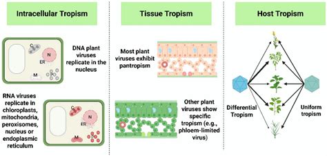 Classification Of Plant Viral Tropism Tropism In Plant Viruses Can Be