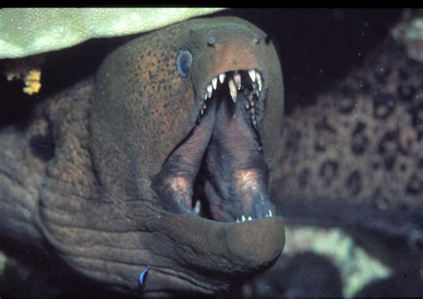 Freshwater Eel Teeth