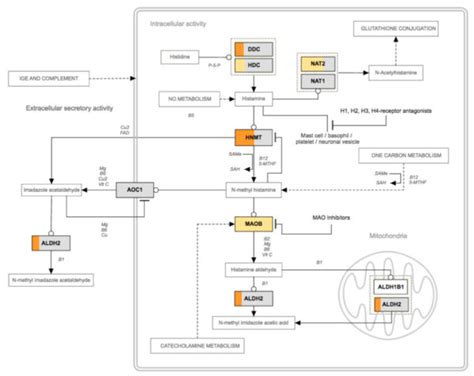 How To Fix Histamine Intolerance By Anastasis Tzanis