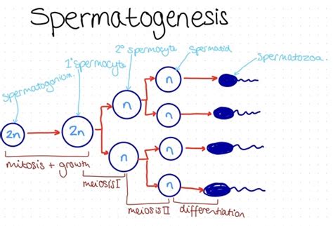 11 4 Sexual Reproduction Flashcards Quizlet