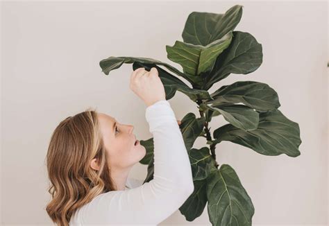 How To Get Rid Of Mealybugs On Your Houseplants