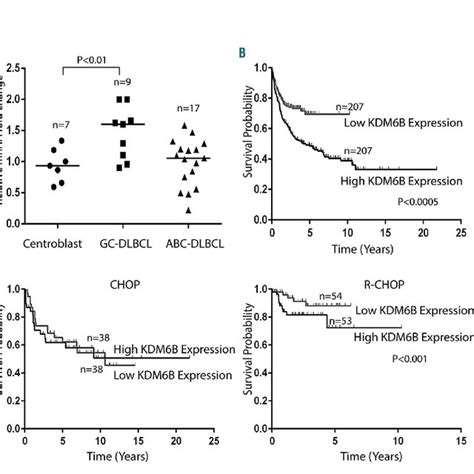 Dlbcl Cell Lines Characteristics Download Table