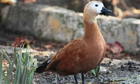Angut Kuşu Özellikleri Yenir Mi Angut Kuşu Hakkında Kısa Bilgiler