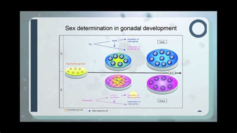 Sox9 And Sex Determination Youtube