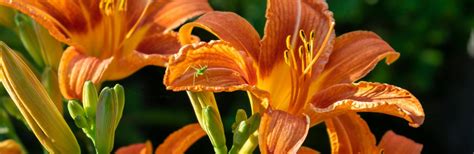 Eendagslelie Ilovemygarden