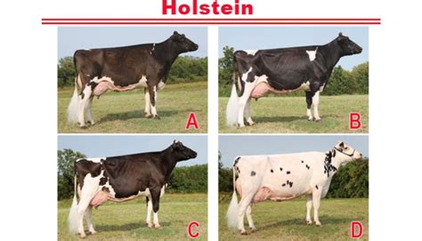 Holstein Class 2021