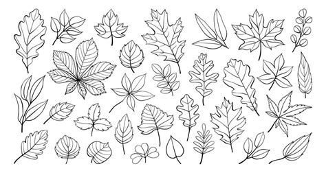 Hand Drawn Autumn Leaves Outline From Different Trees Oak Maple Chestnut Leaf Line Art
